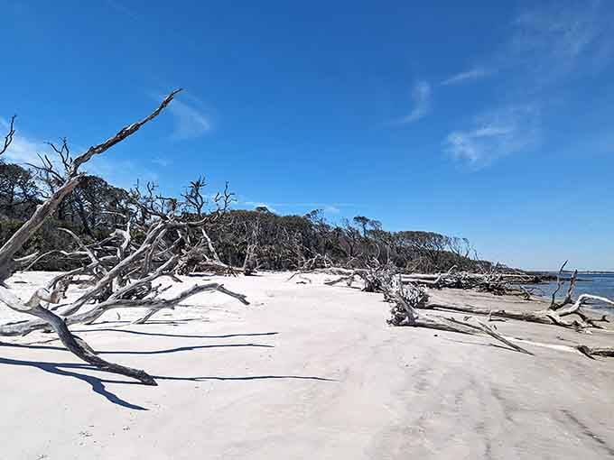 Nature's sculpture garden: bleached driftwood creates haunting beauty against pristine sand, like something from a Salvador Dal&iacute; painting.