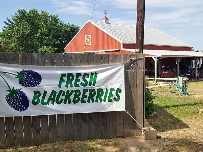 When a farm hangs a "Fresh Blackberries" banner this bold, you know they're not messing around with their berry game.