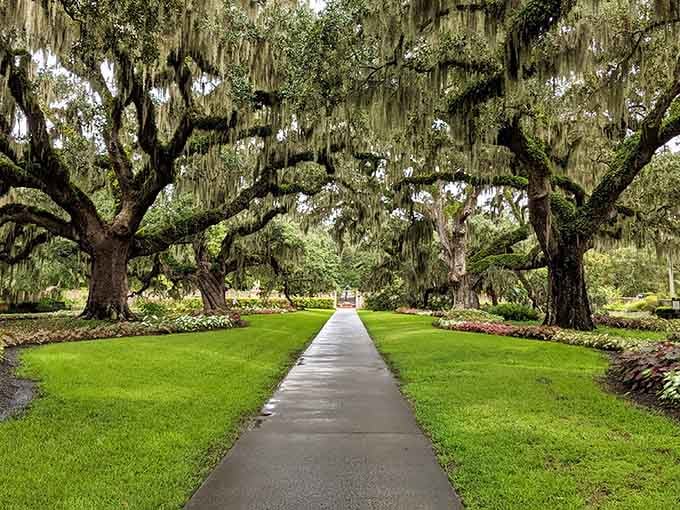 This pristine walkway under moss-draped giants feels like nature's own grand entrance to something extraordinary.