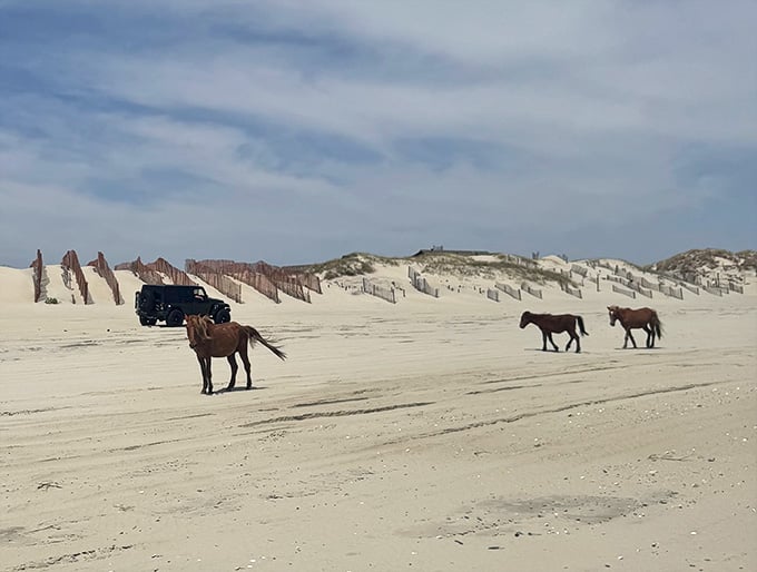 Wild horses strolling the beach like they own the place&mdash;because honestly, they were here first.