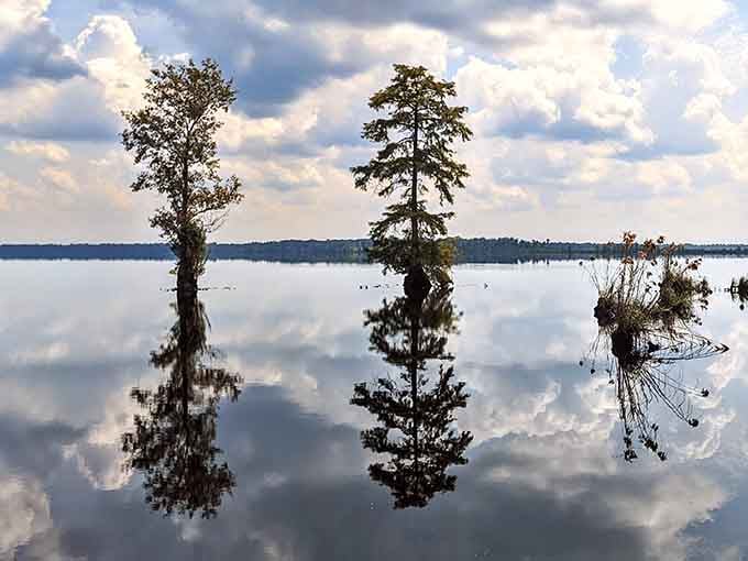 Mirror-like water reflects towering cypress trees standing sentinel in this primordial swamp landscape.