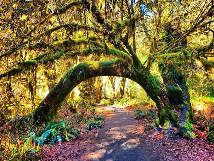 Nature's own archway welcomes you into a world where moss reigns supreme and green is the only color.
