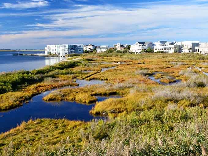 Where golden marshlands meet modern beach homes, nature reminds us who's really in charge around here every single day.