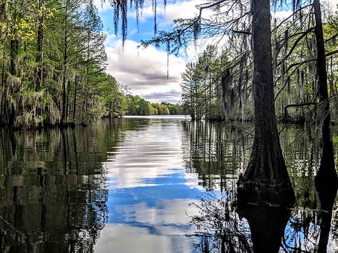 Spanish moss drapes these ancient cypress trees like nature's own curtains, creating mysterious pathways through mirrored waters.