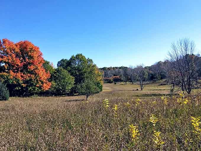 Autumn's fiery display transforms this meadow into a painter's palette, proving fall foliage never goes out of style.
