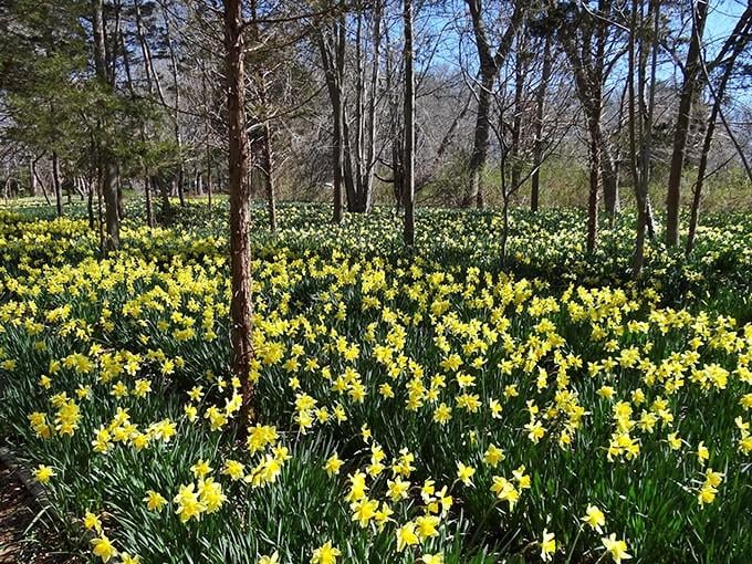 Spring's yellow carpet of daffodils transforms this woodland into nature's own Broadway spectacular.
