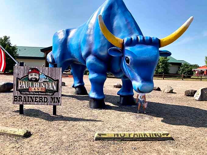Babe the Blue Ox looks ready to plow through anything, proving size and color make quite the statement.