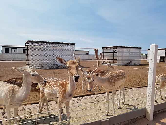 These spotted beauties know exactly who's holding the snacks, and they're not shy about asking for their share.