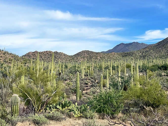 A forest of towering saguaros stands like a welcoming committee, their arms raised in permanent desert greeting.