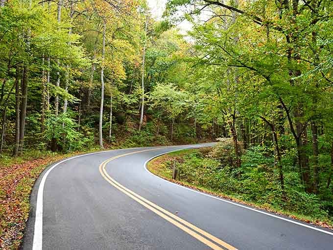 Nature's perfect curve through autumn woods where the road hugs the hillside like a ribbon on a gift.