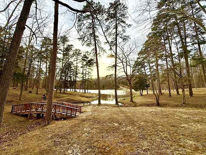 Tall pines frame a serene lake view where wooden benches invite quiet reflection and peaceful contemplation.