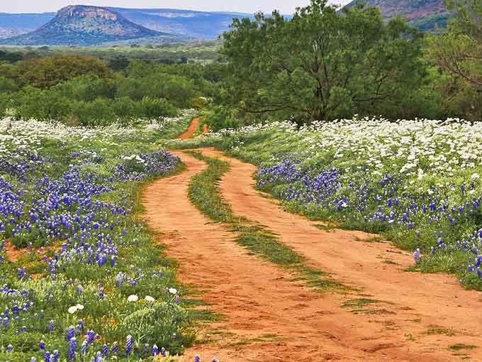 Mother Nature's own flower carpet unfolds in purple and white blooms along this winding dirt path through the hills.
