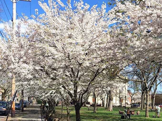 Cherry blossoms explode overhead in clouds of white petals, transforming an ordinary park into a Japanese postcard scene.
