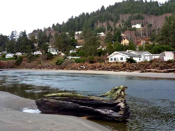 That weathered driftwood has seen more sunsets than most of us ever will, and it's not going anywhere.