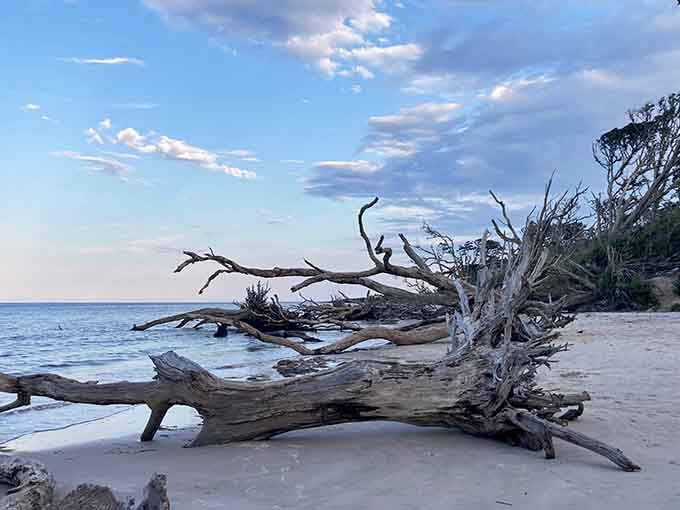 These weathered tree skeletons reach toward the sea, their silvery forms creating dramatic silhouettes against the coastal sky.
