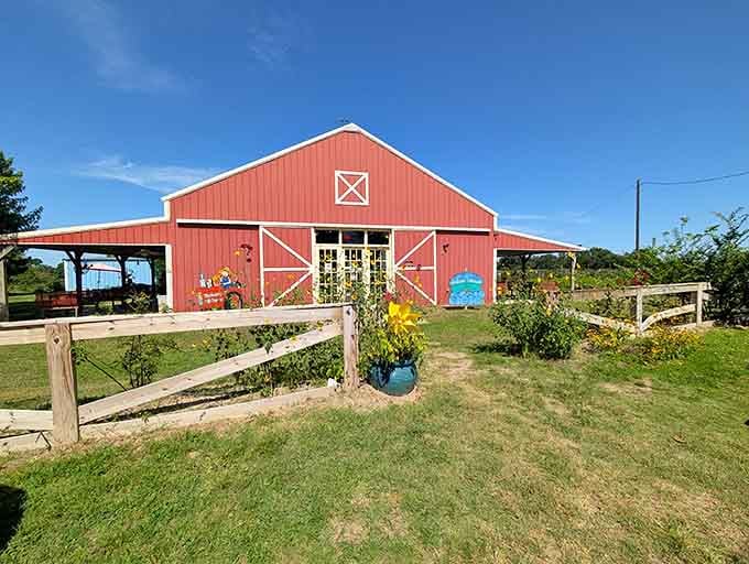 That classic red barn with white trim looks like it stepped straight out of a Norman Rockwell painting, berries included.