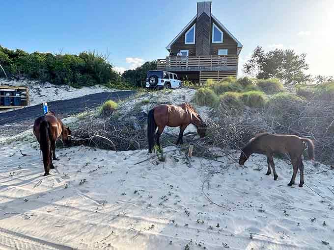 Beach house views and unexpected neighbors grazing peacefully where sand meets sea grass and sky.