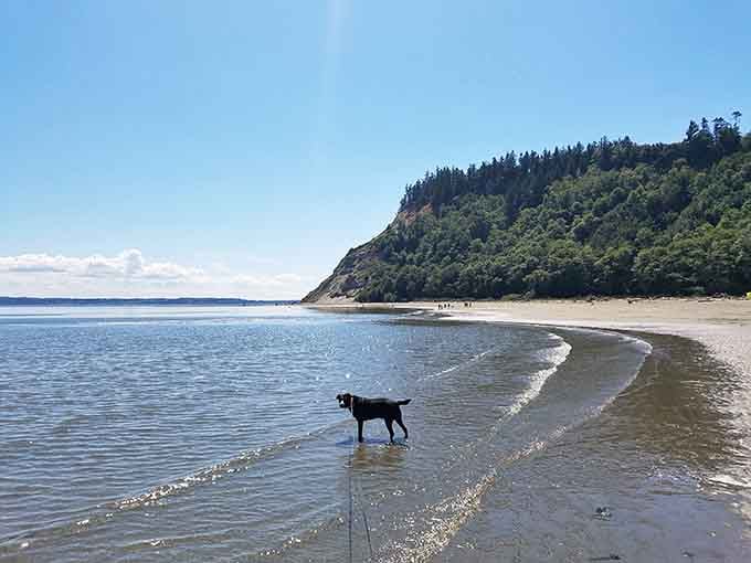 Even the family dog knows this is paradise&mdash;look at him wading in those calm, crystal-clear waters.