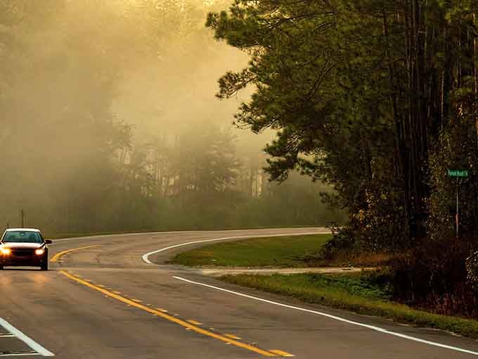Morning mist transforms this forest drive into something magical, like driving through a dream you don't want to end.