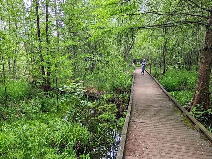 Wooden boardwalk guides you through emerald wetlands where ancient trees whisper secrets of centuries past.