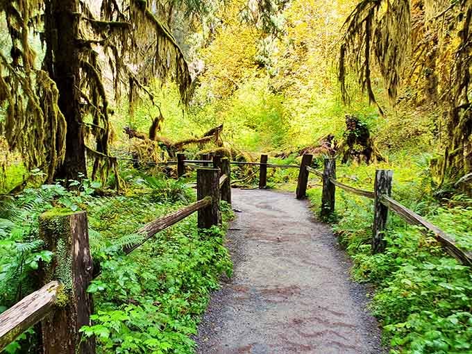 The wooden fence guides wanderers through emerald tunnels where every branch wears a velvet coat of moss.