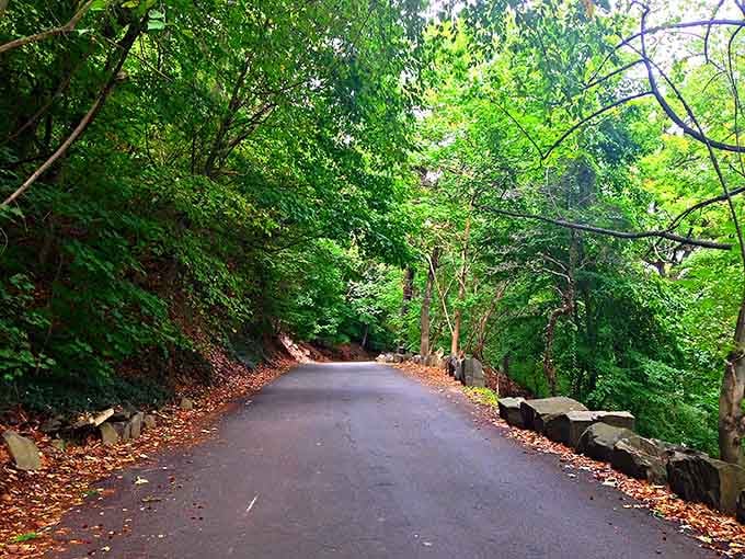 Summer's emerald canopy creates the perfect shaded escape, like driving through a secret garden nobody knows about.