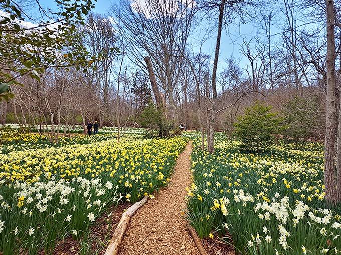 Follow this winding trail through thousands of narcissus blooms dancing in the gentle breeze.