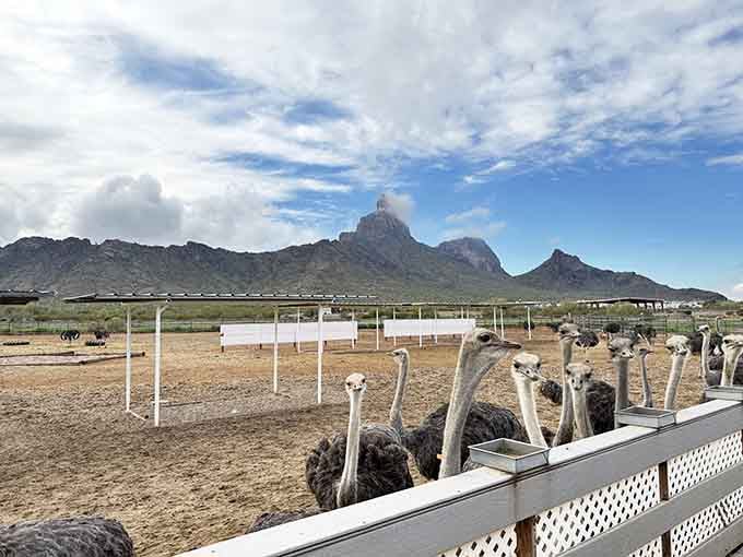 Ostriches and mountains create an unexpectedly perfect pairing&mdash;nature's odd couple posing for your camera with dramatic flair.