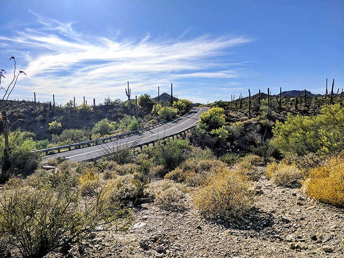 Those wispy clouds dance above the desert floor, where ancient cacti create their own stunning skyline below.