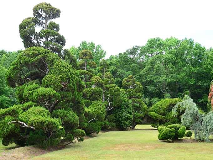 Living sculptures twist skyward like green tornadoes that decided to stay for Sunday dinner and never left.