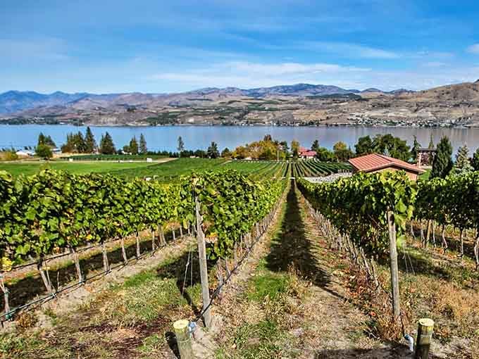 Vineyard rows march toward the lake like soldiers on parade, creating postcard views in every direction you turn.