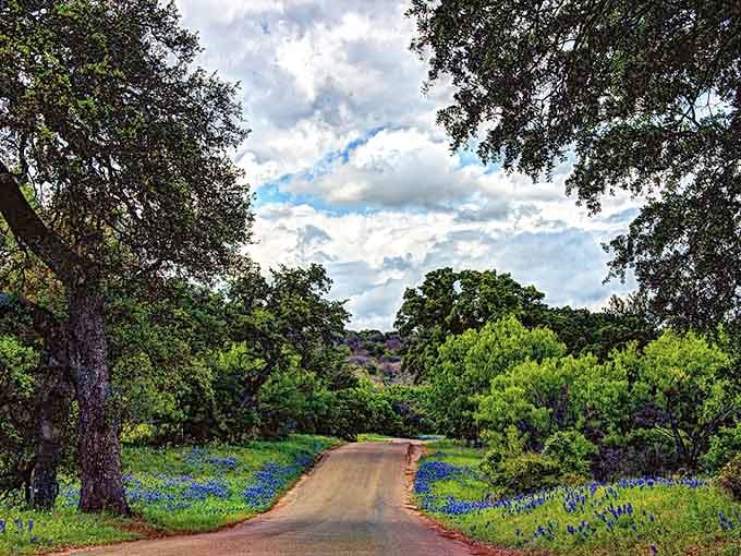Ancient oak trees frame this country road where bluebonnets create a living tunnel of springtime color and joy.
