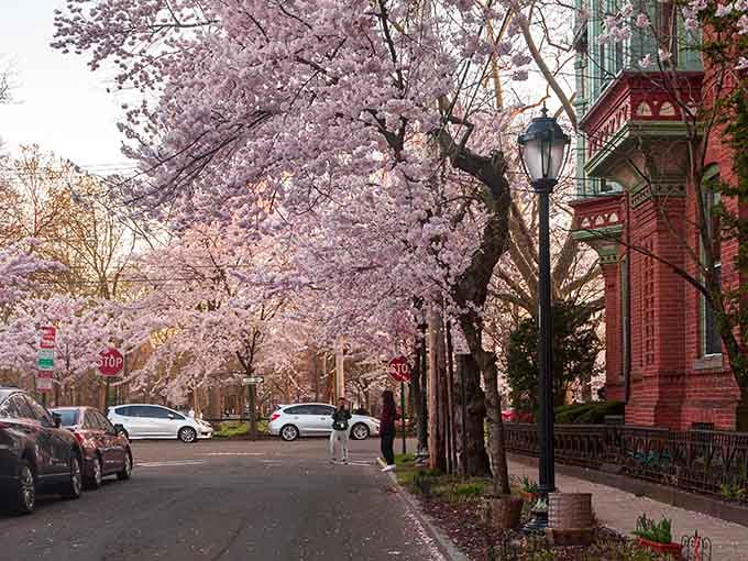 Historic building peeks through pink cherry blossom branches, where spring meets architecture in perfect harmony along quiet streets.