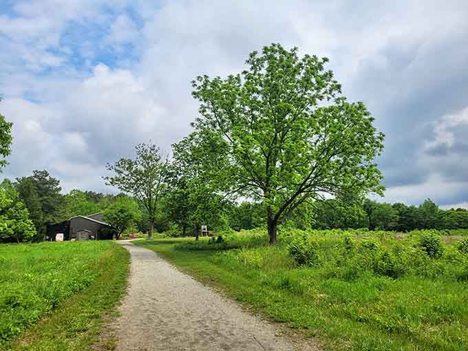 A perfect tree standing sentinel over meadows reminds you that nature's architecture beats anything humans design.