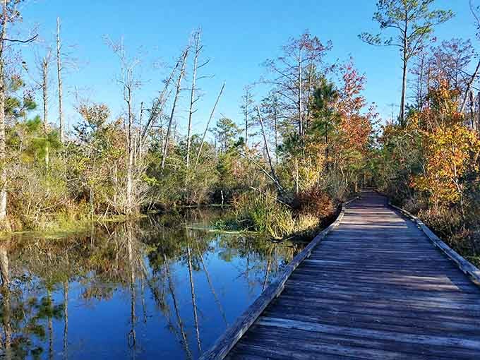 This boardwalk leads you into a world where nature writes the script and you're just along for the ride.