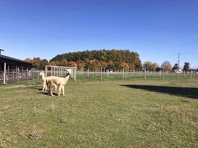 Two alpacas enjoying their pasture like they're starring in their own pastoral romance novel.