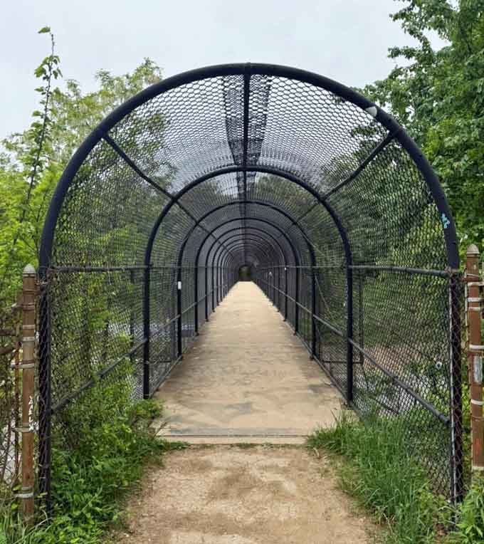 This tunnel walkway looks like the entrance to a secret garden, minus the grumpy uncle guarding it.