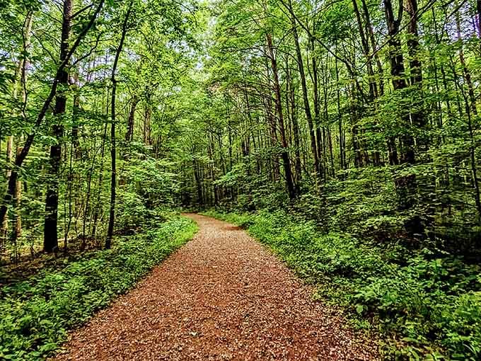 The forest trail welcomes you like an old friend, promising secrets around every sun-dappled corner ahead.