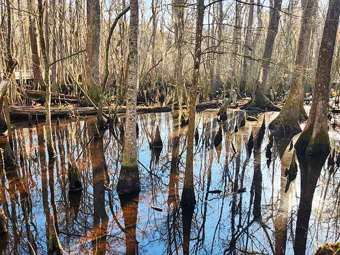 Cypress knees rise from dark water like ancient sculptures, their reflections doubling the otherworldly beauty of this primeval swamp.