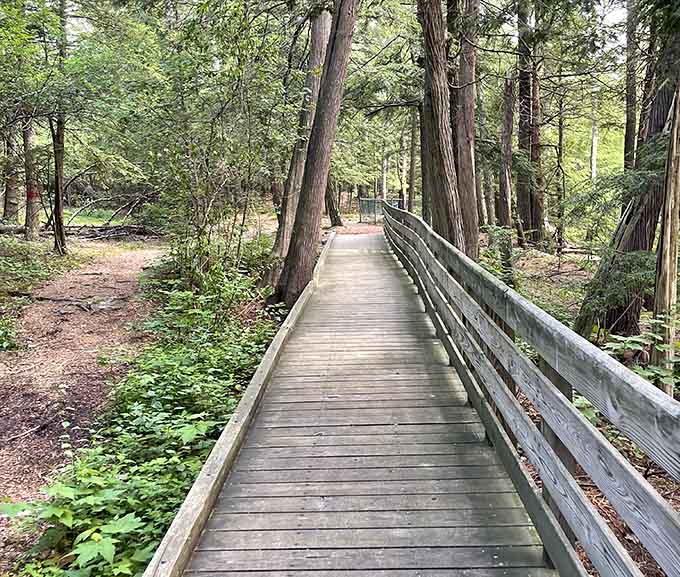 This peaceful boardwalk through towering trees makes you wonder why anyone bothers with treadmills when nature built this first.