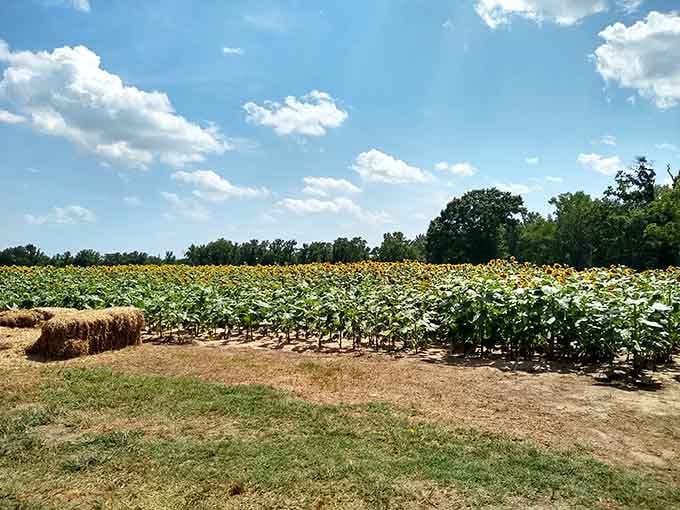 Rows of sunshine soldiers standing guard, creating patterns that would make any geometry teacher weep with joy.