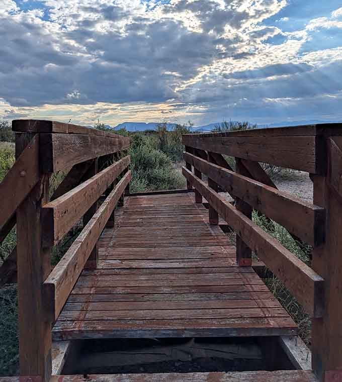 This wooden bridge leads to wetlands where the desert suddenly remembers it can do lush and green too.