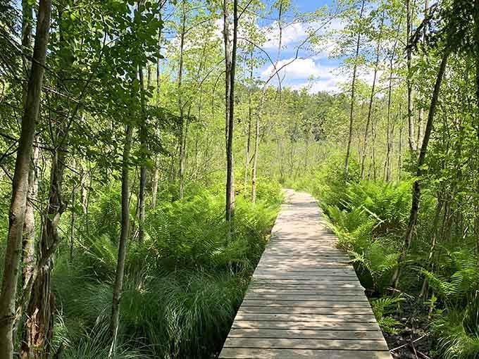 This boardwalk through People's State Forest proves that the best paths in life are the ones surrounded by ferns.