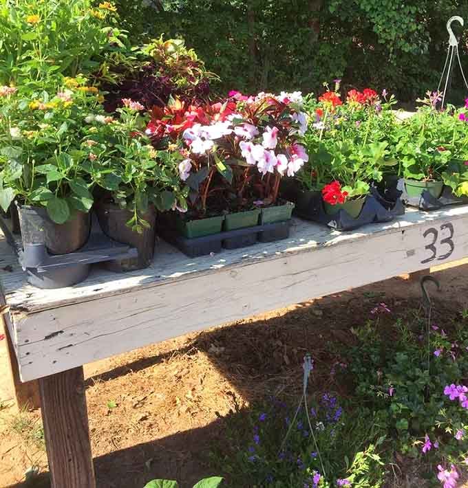Nothing says spring quite like colorful blooms displayed on rustic benches waiting for new homes.
