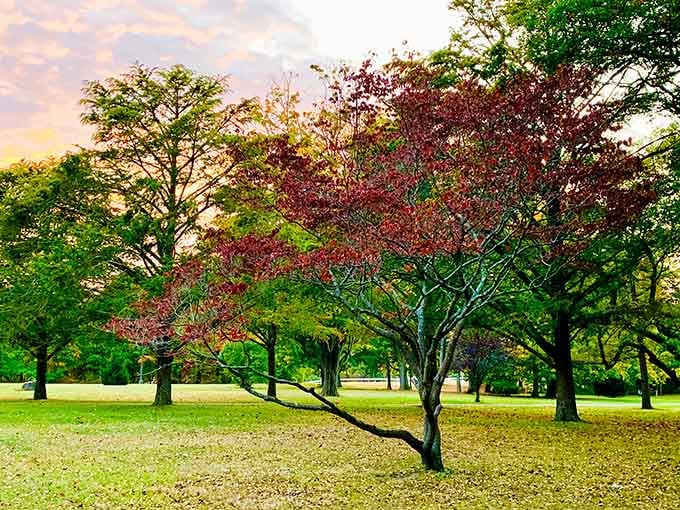 That splash of crimson against the green lawn is nature showing off like it's auditioning for a painting.