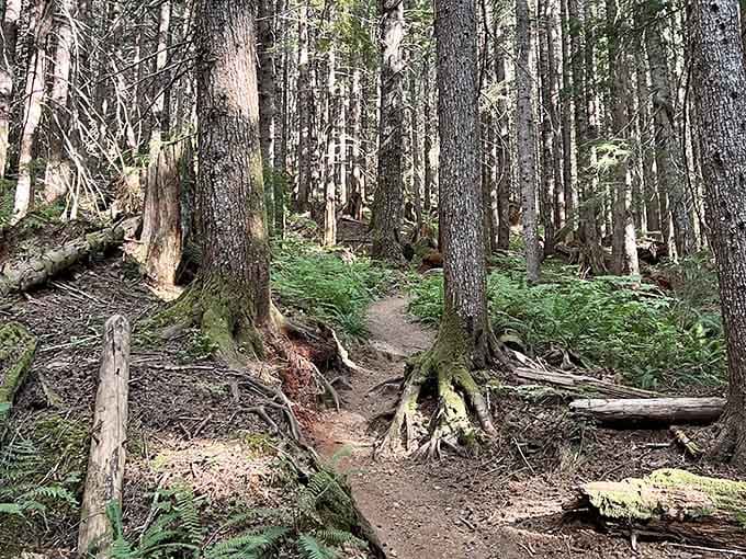 Moss-covered trails wind through old-growth forest that feels like stepping into a Tolkien novel.