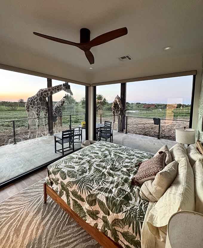 Floor-to-ceiling windows turn your morning coffee into a wildlife documentary, minus the David Attenborough narration but equally mesmerizing.