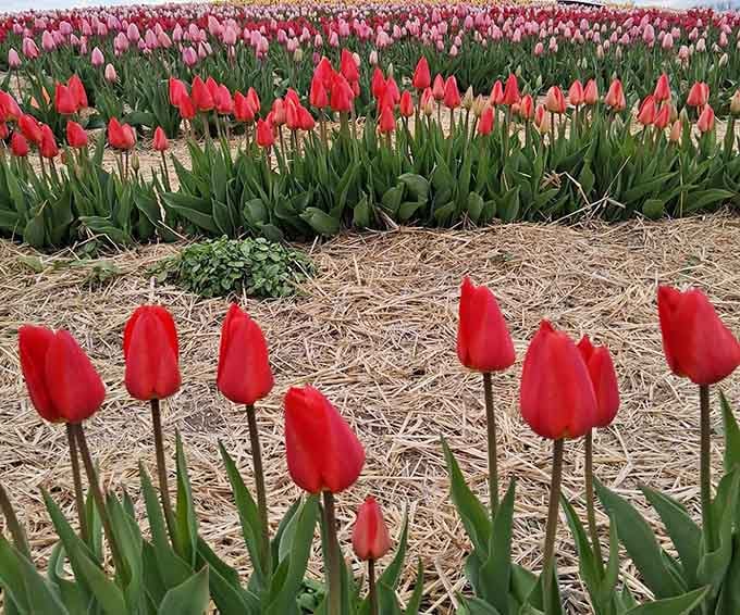 Tulips in brilliant reds create a sea of color that'll have your camera working overtime.