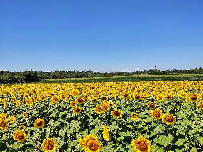 Peak bloom transforms the landscape into something that belongs on a puzzle box, except this view is gloriously real.