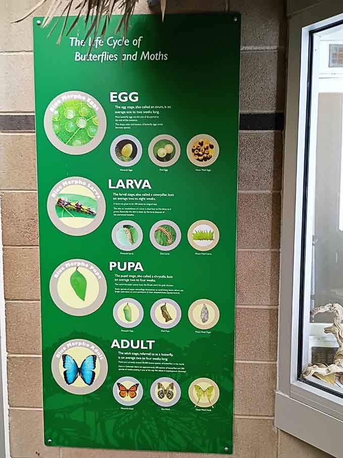 From egg to adult in four simple steps—if only adulting in real life came with such clear instructions.